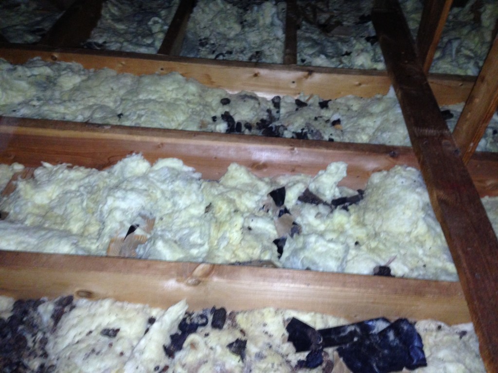 Raccoons Inside My House - Mooresville, NC | Animal Solutions